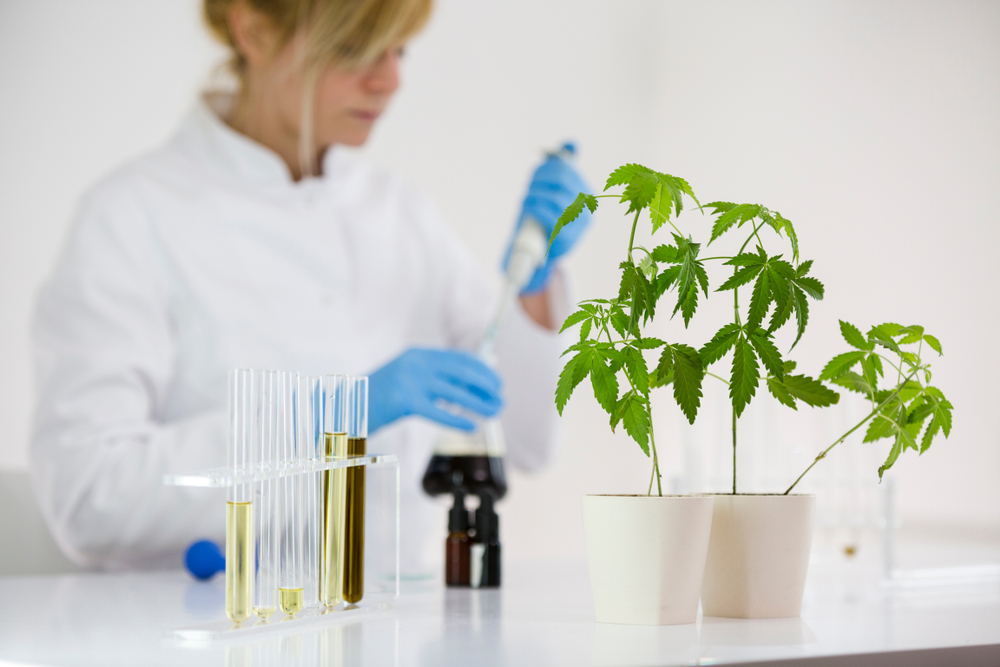 How CBD Has Made Its Way Into The Healthcare System